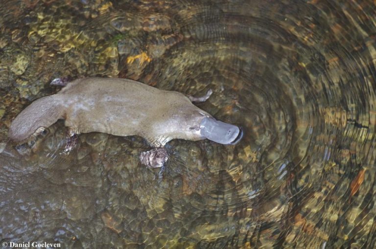 Ce Mammifère Extraordinaire Qui Pond Des Œufs ! | Mains Vertes ... Ce Mammifère Extraordinaire Qui Pond Des Œufs ! | Mains Vertes ...